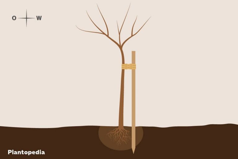 Baum anbinden: Anleitung mit Grafik