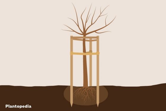 Baum anbinden: Anleitung mit Grafik