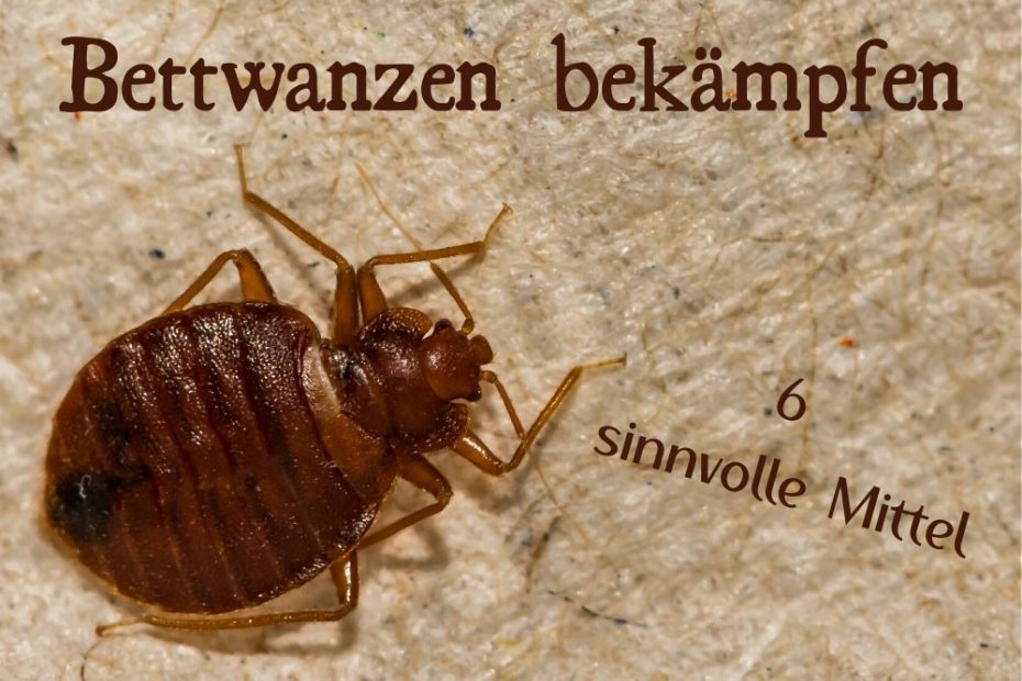 Bettwanzen Selber Bekmpfen