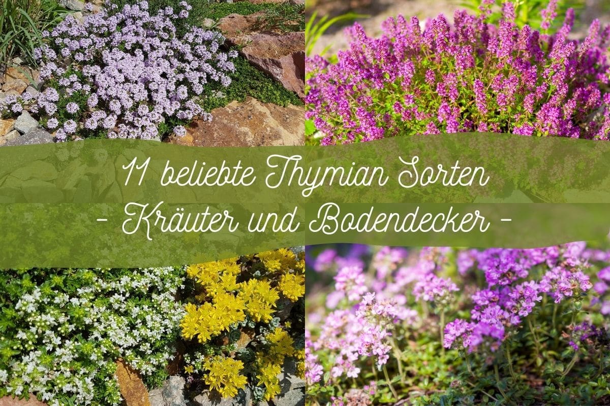 Thymian blüht: sollte man Blüten abschneiden?