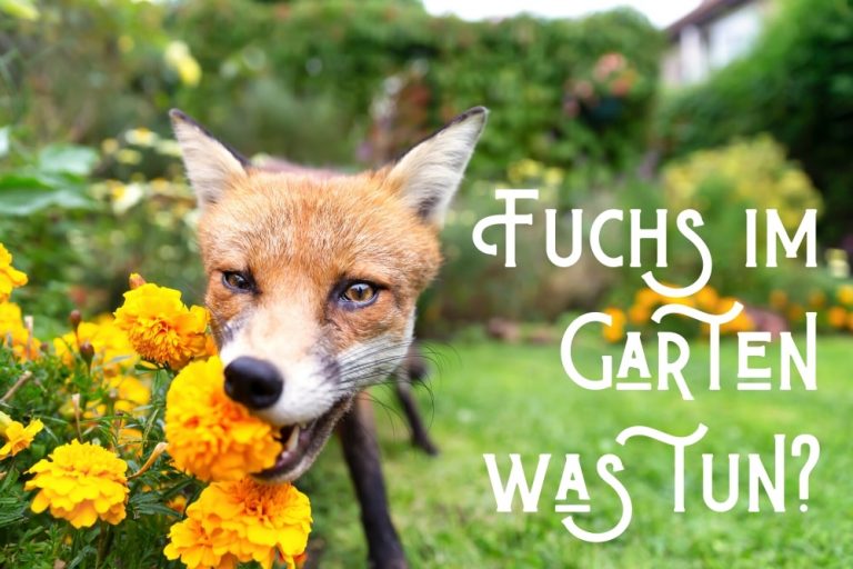 Fuchs im Garten: wie reagiert man richtig?