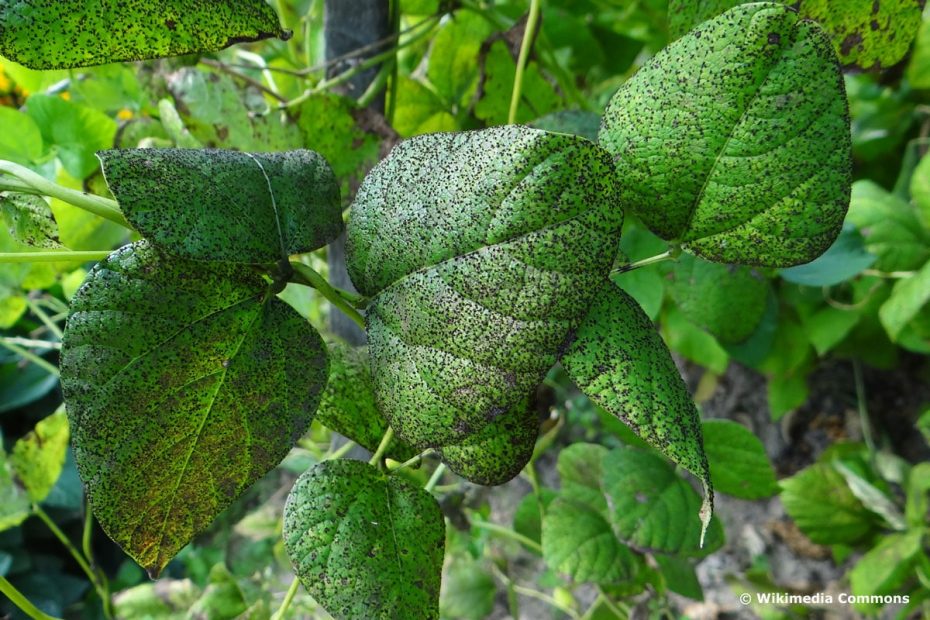 Meterbohnen anbauen: Anzucht, Rankhilfen & Co