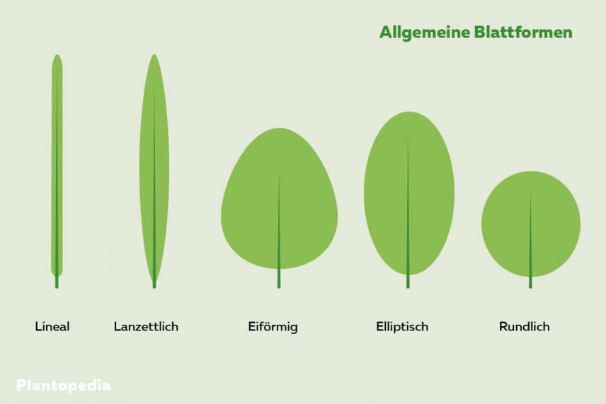 Blattformen: Übersicht und Funktion