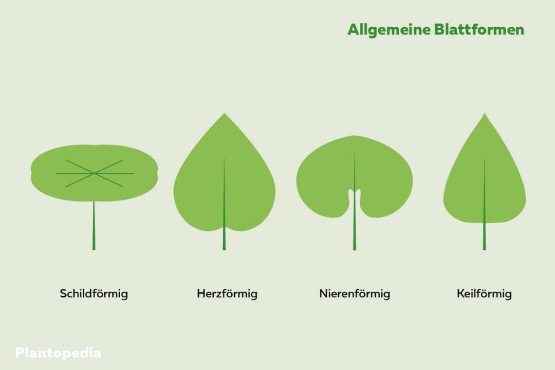 Blattformen: Übersicht und Funktion