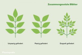 Blattformen: Übersicht und Funktion