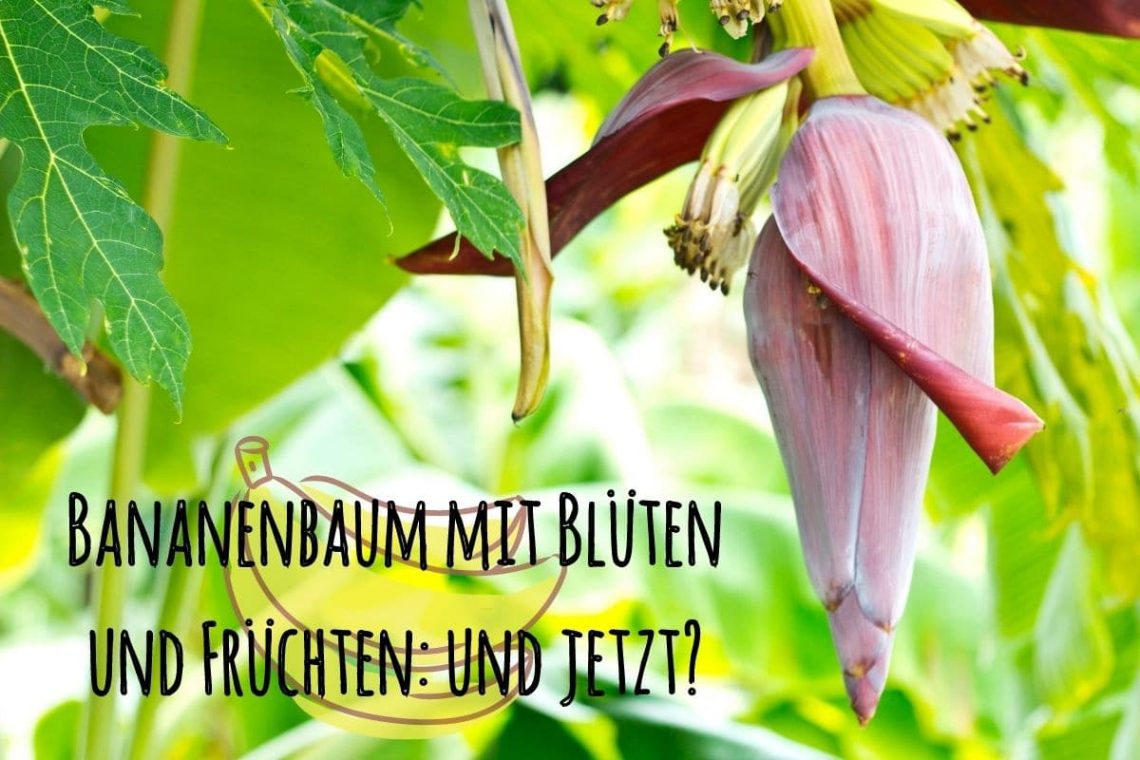 Bananen aus Samen züchten – Anleitung | Wie sehen Bananensamen aus?