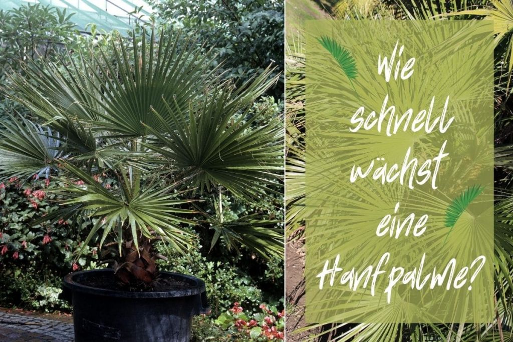 Wie Schnell Wachst Eine Hanfpalme
