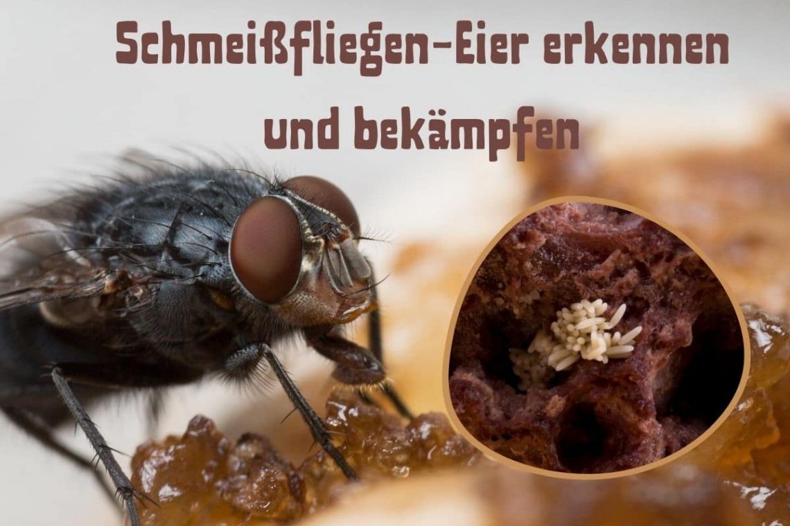 Schmeißfliegen-Eier erkennen und bekämpfen