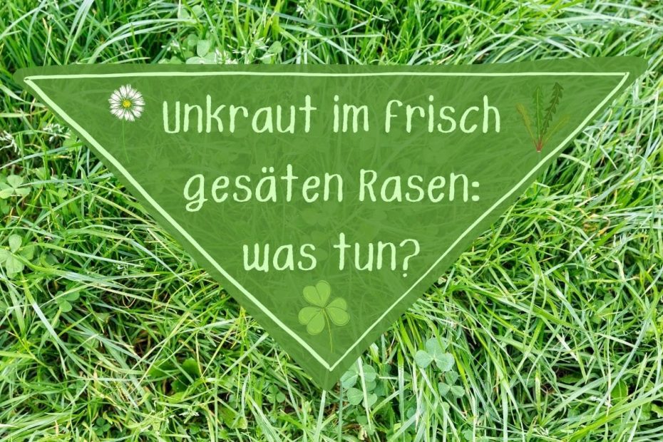 Frisch Gester Rasen