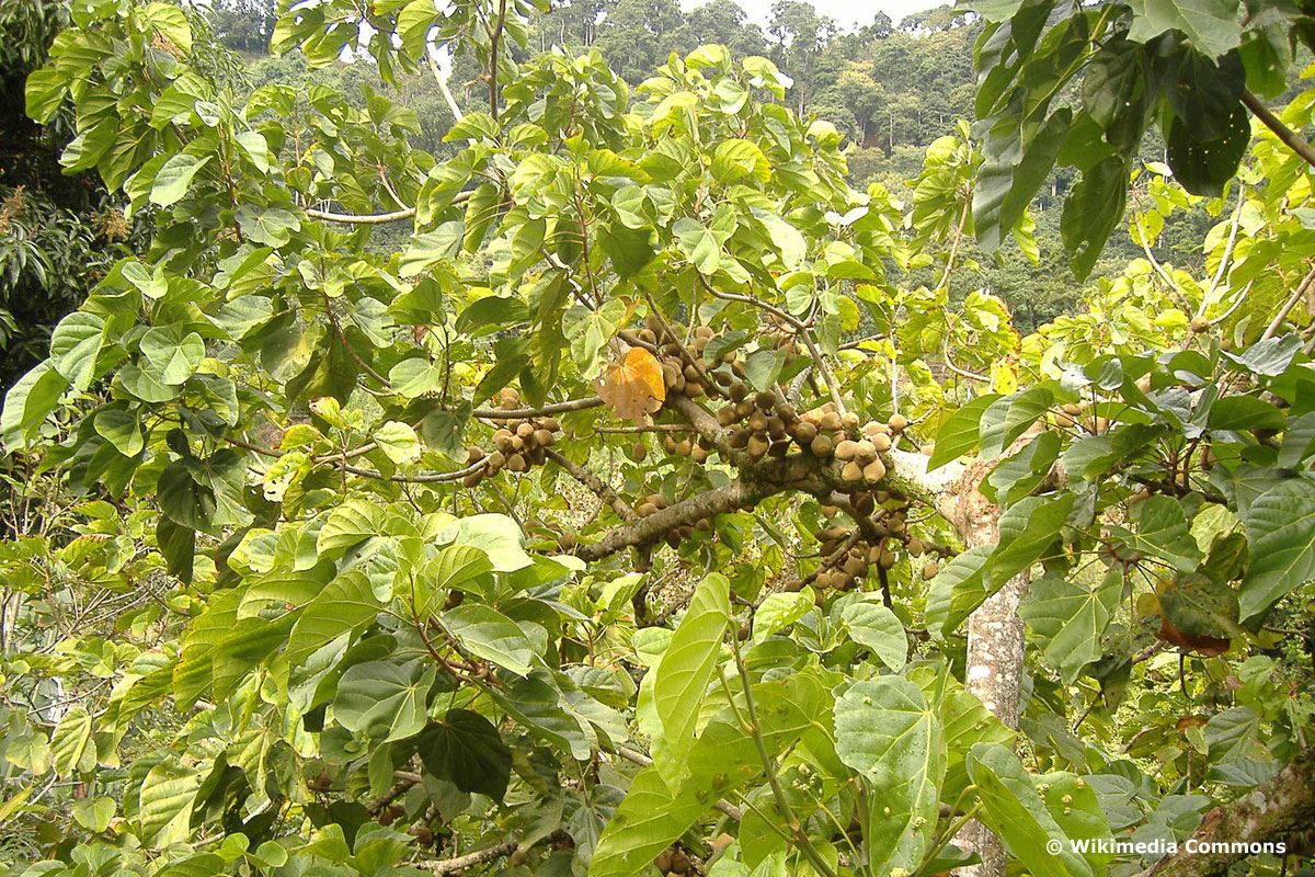 7 Obst, Früchte und Gemüse mit "Q" am Anfang