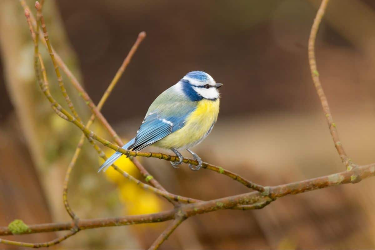 Heimischer Vogel Gelber Bauch