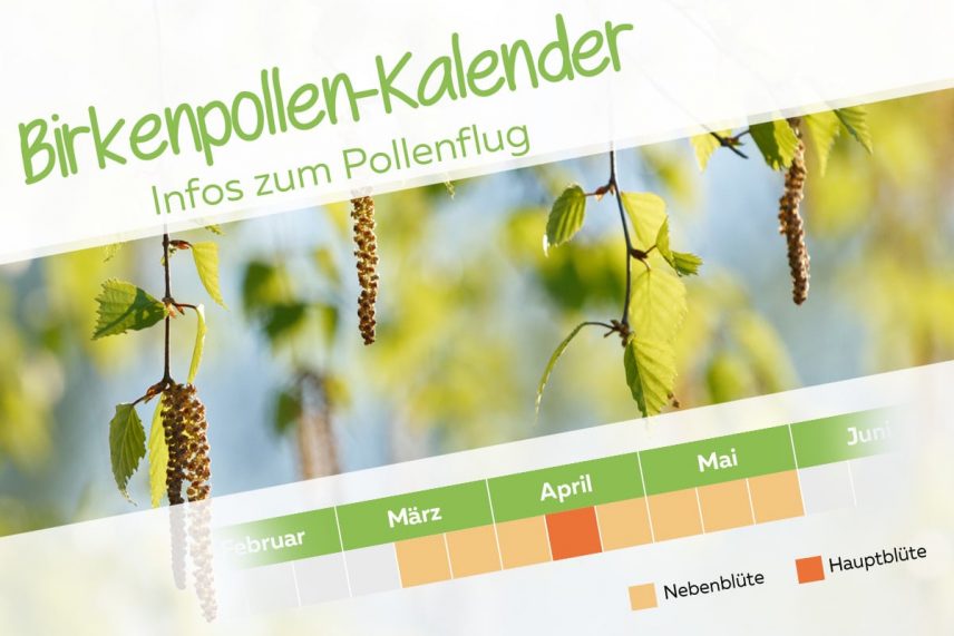 Birkenpollen-Kalender | Infos zum Pollenflug