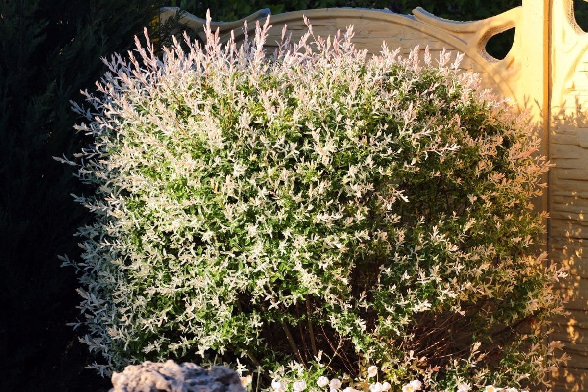 Weidenarten von A-Z: 23 Arten bestimmen