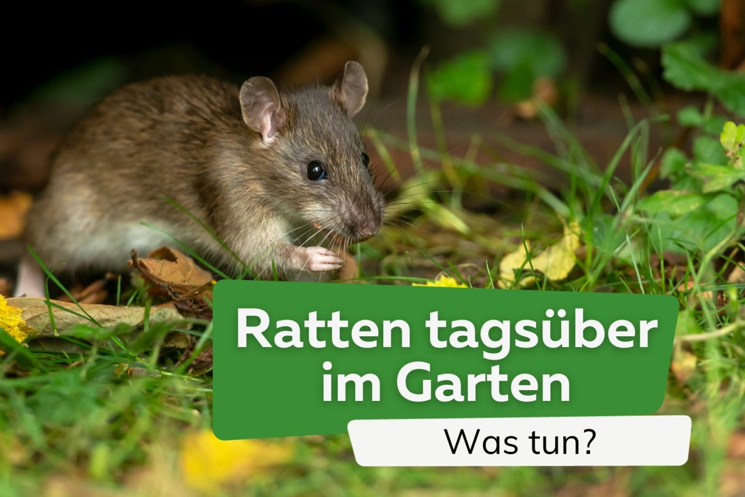 Ratten und Mäuse erkennen: 8 Unterschiede