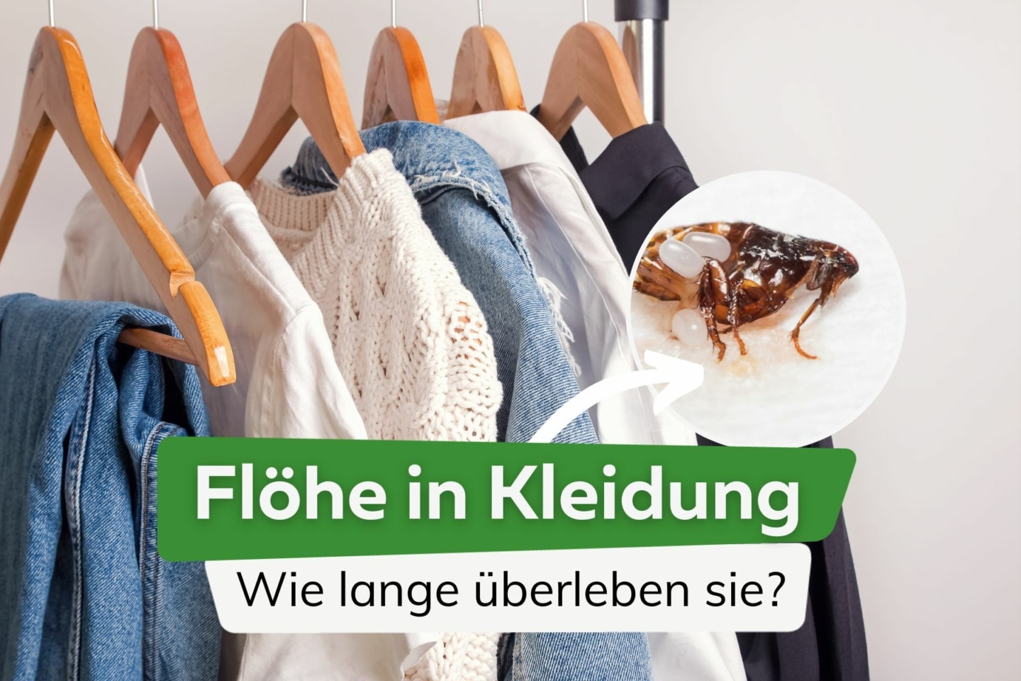 Flöhe und Flohlarven in der Wohnung erkennen