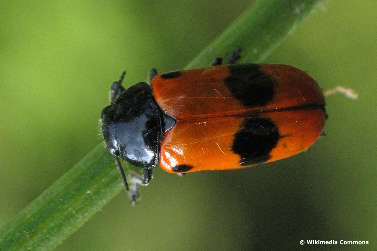 Rote Kafer Mit Schwarzen Punkten
