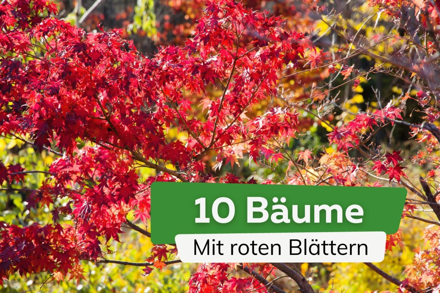 Rankpflanzen Rote Blten
