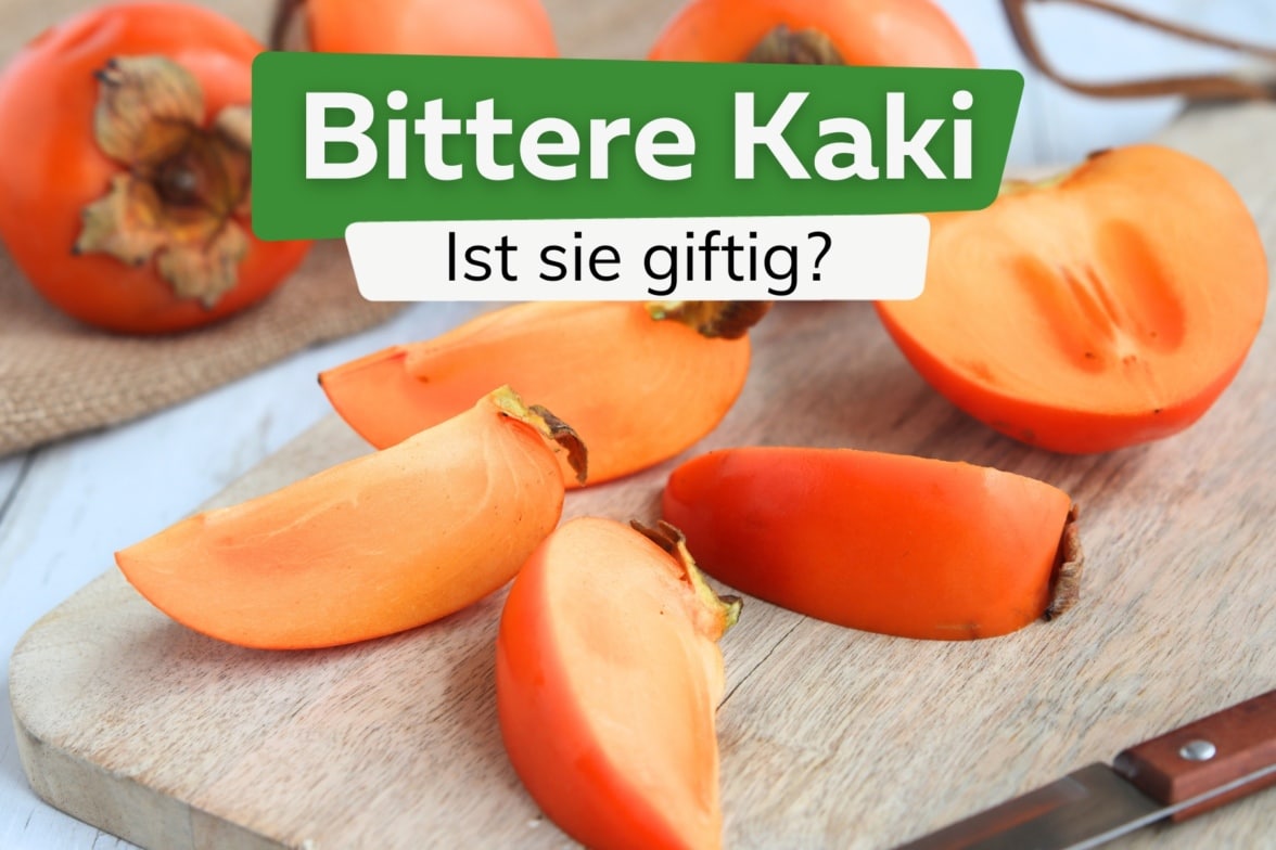 Kaki-Saison: wann sind die Früchte erhältlich?