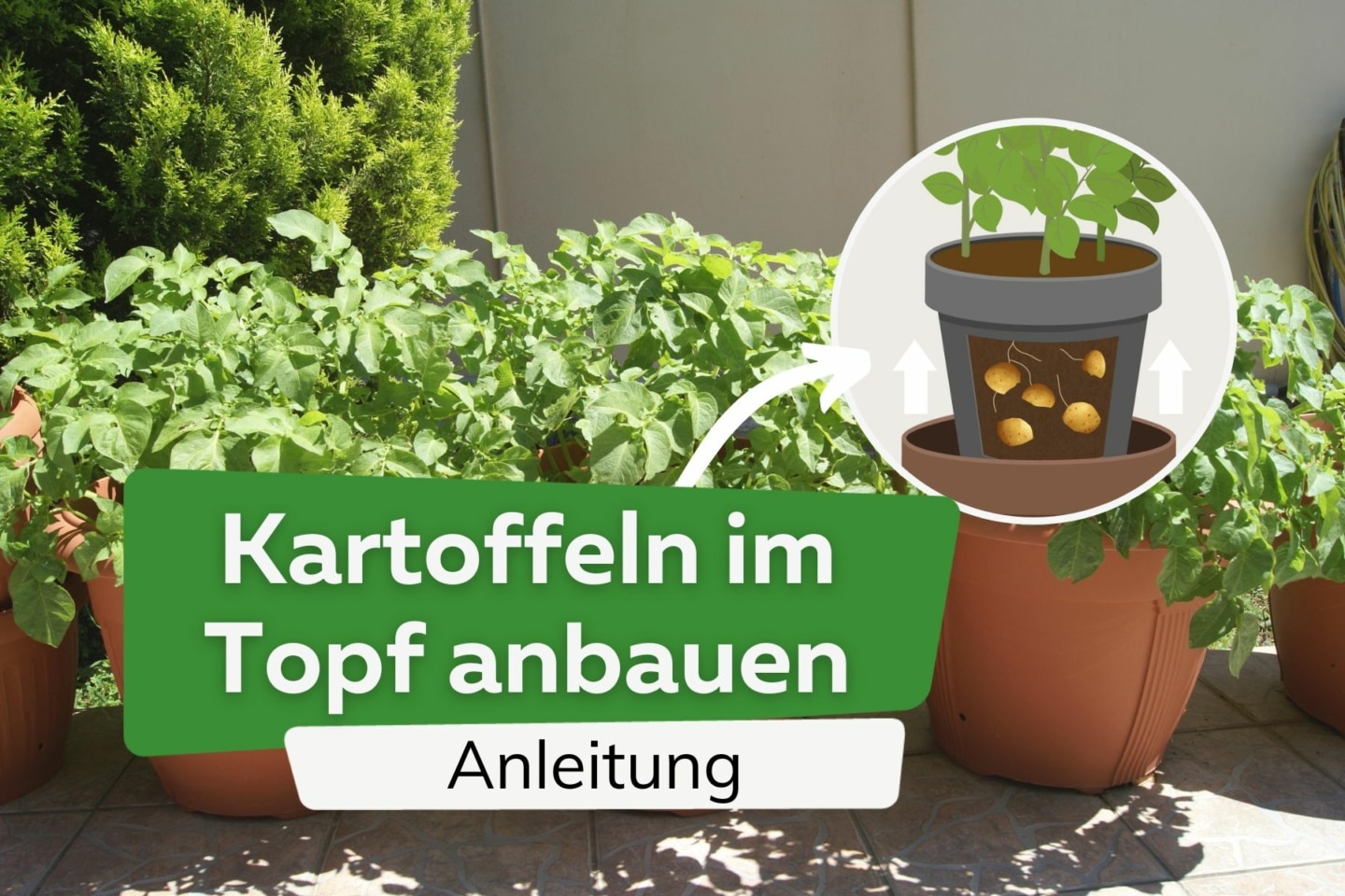 Kartoffeln In Kubeln Anbauen