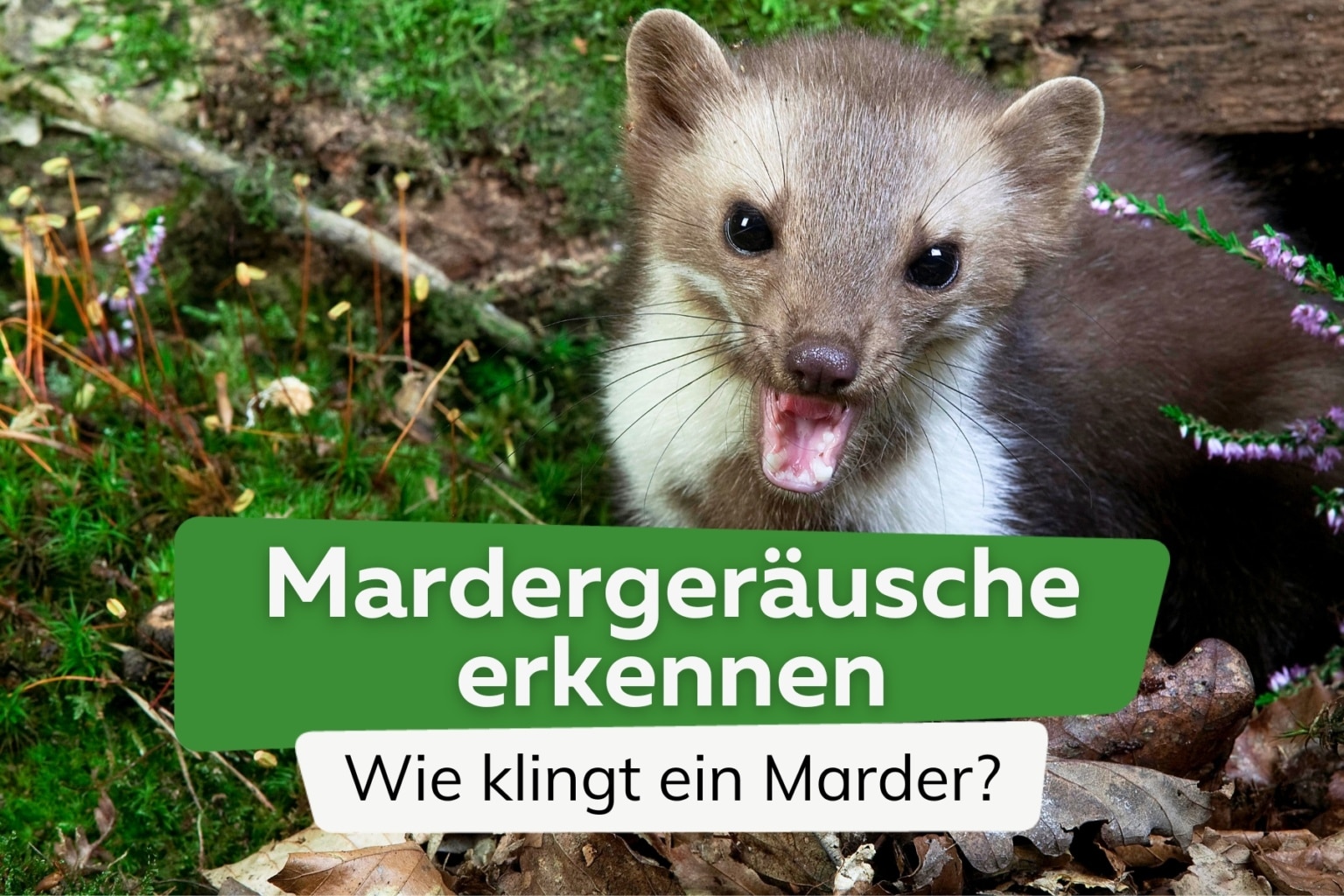 Marder Gerausche Nachts
