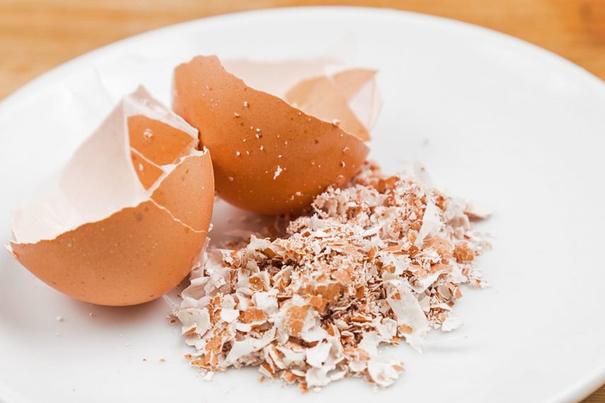 Düngen mit Eierschalen: diese Pflanzen lieben es