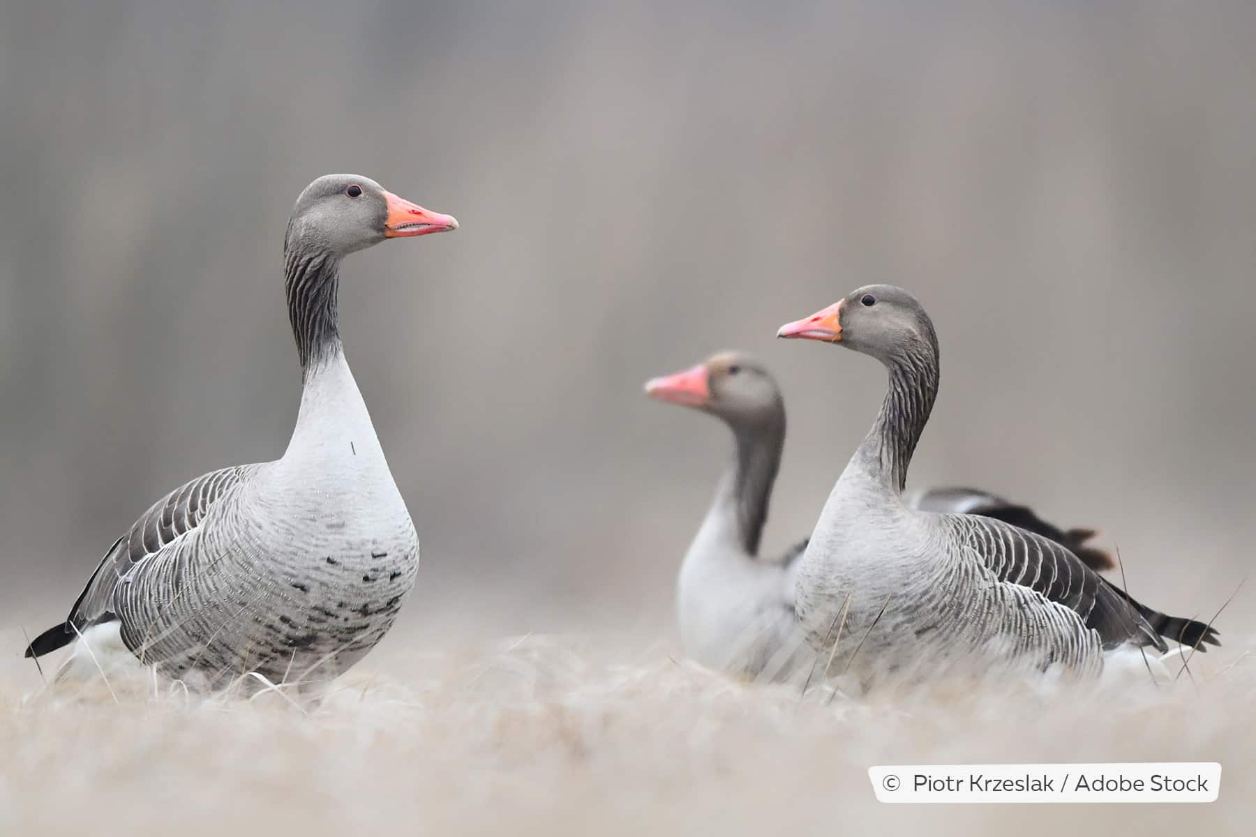 Wildenten in Deutschland: 15 Wildentenarten Hortica