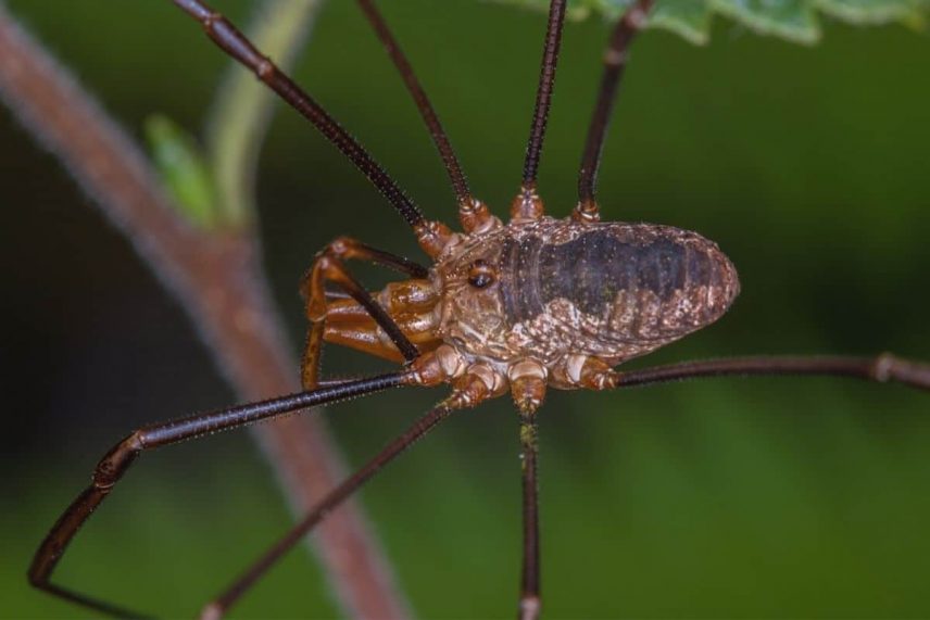 Opa Langbein: ist der Weberknecht eine Spinne?