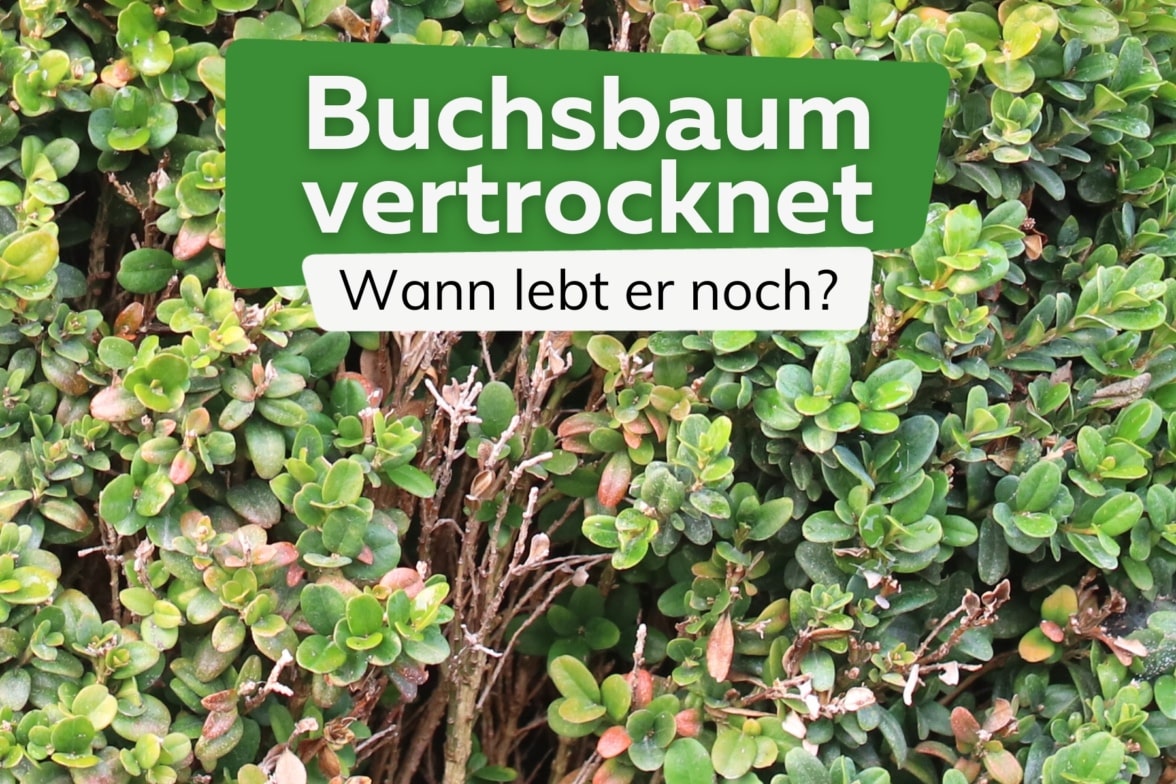 Wunderschone Lause Im Buchsbaum Ebenbild