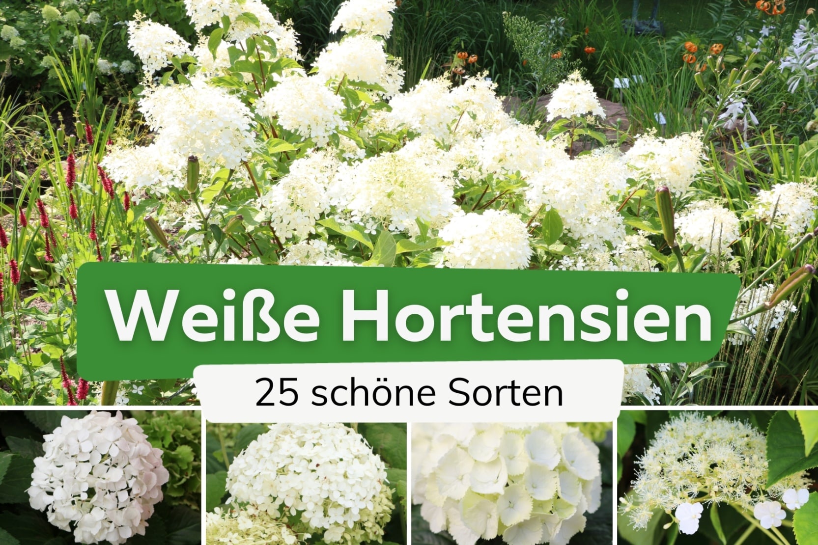 Weiße Hortensien Werden Grün