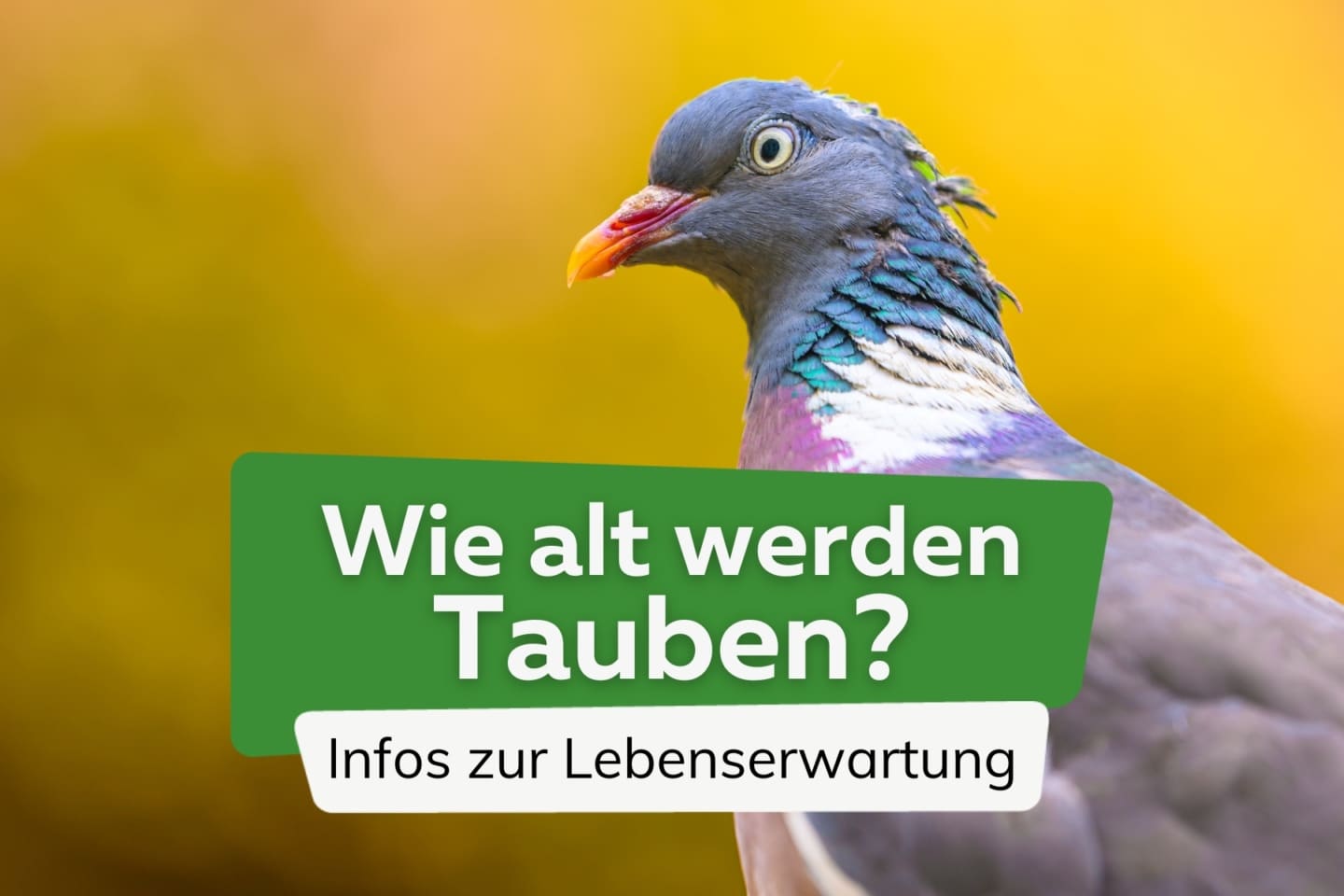Wie Alt Konnen Tauben Werden