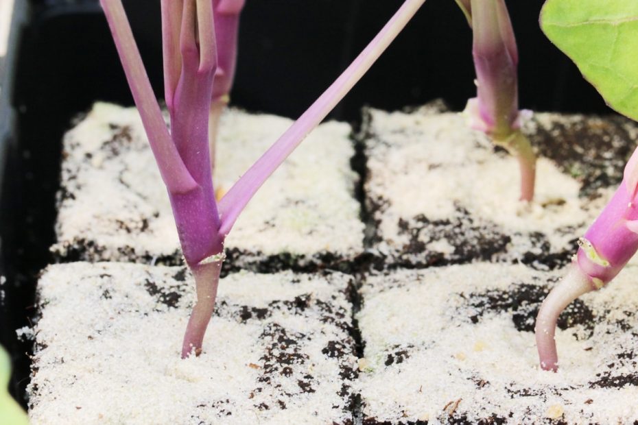 Kohlrabi Vorziehen Fehler