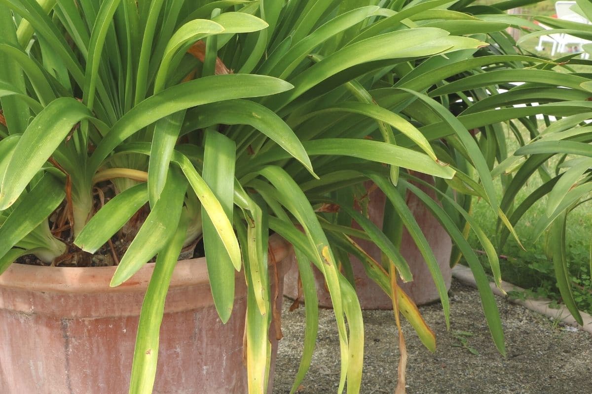 Agapanthus Uberwintern Gelbe Blatter