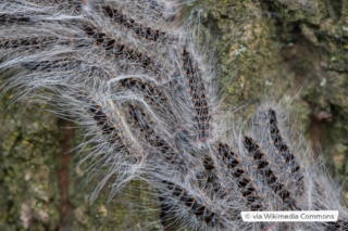 Eichenprozessionsspinner erkennen: 10 Merkmale