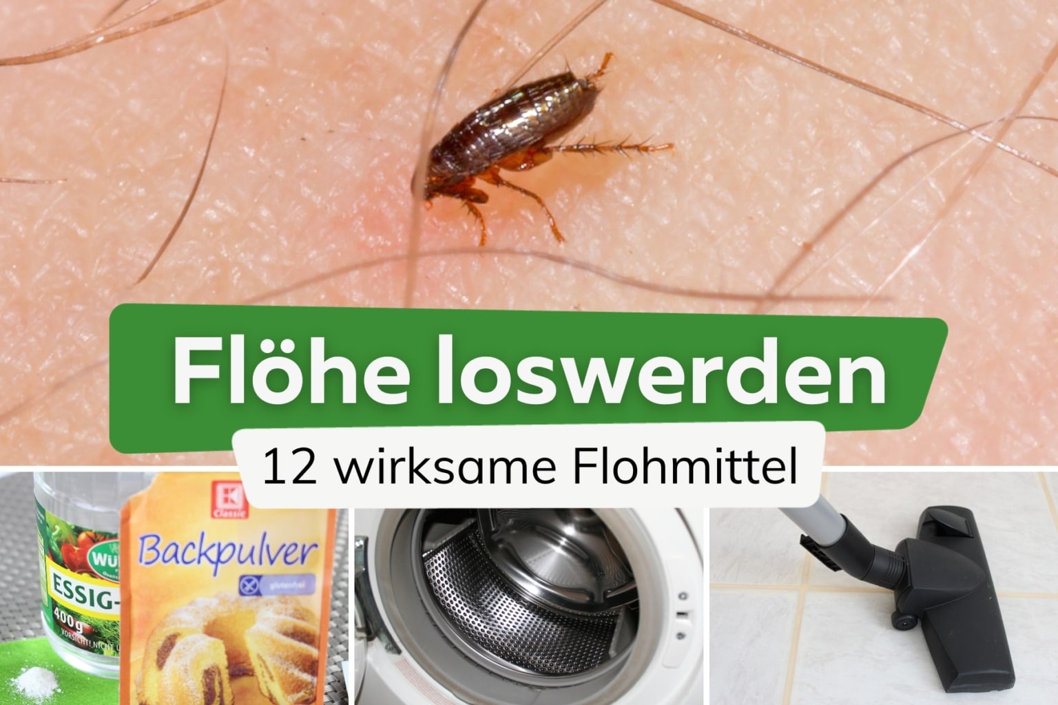 Flöhe und Flohlarven in der Wohnung erkennen