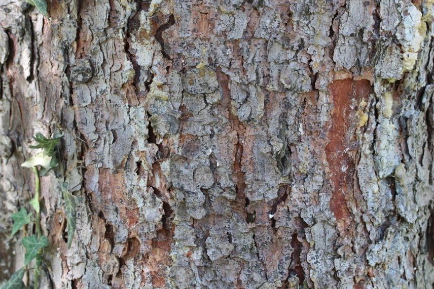 6 Unterschiede zwischen Tanne und Fichte