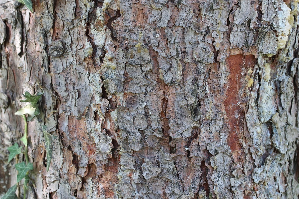 6 Unterschiede zwischen Tanne und Fichte