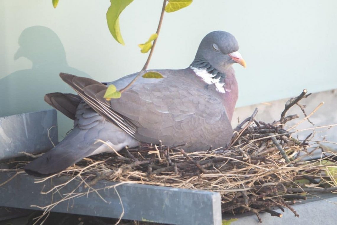 Taubennest erkennen & der Nestbau von Tauben