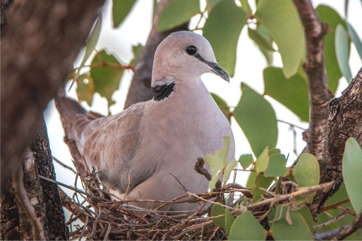 Taubennest erkennen & der Nestbau von Tauben