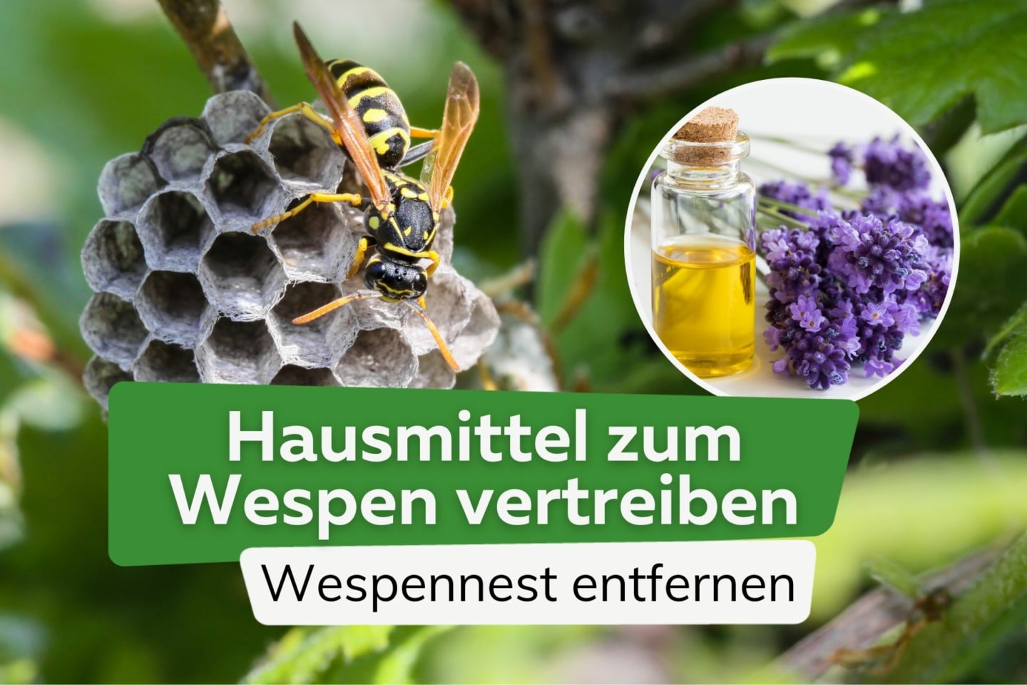 Wespennest Entfernen Spray