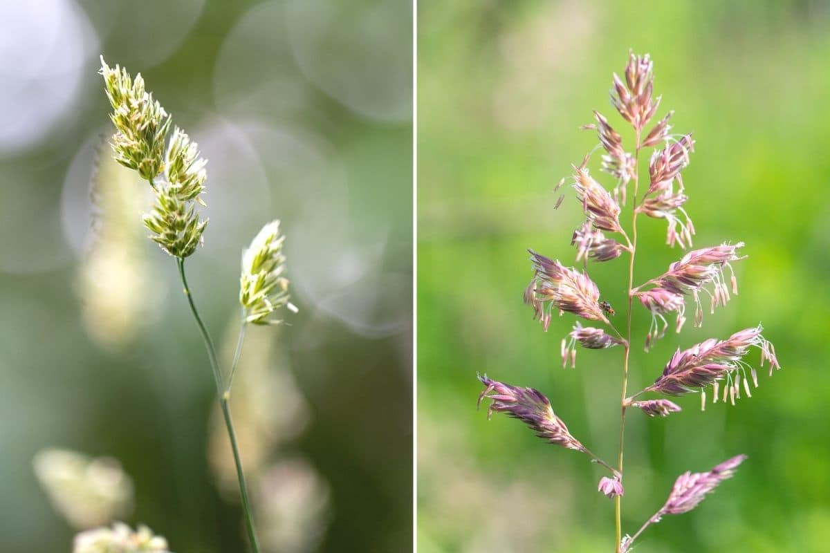 Gemeine Rispe im Rasen: was tun gegen Wildgras?