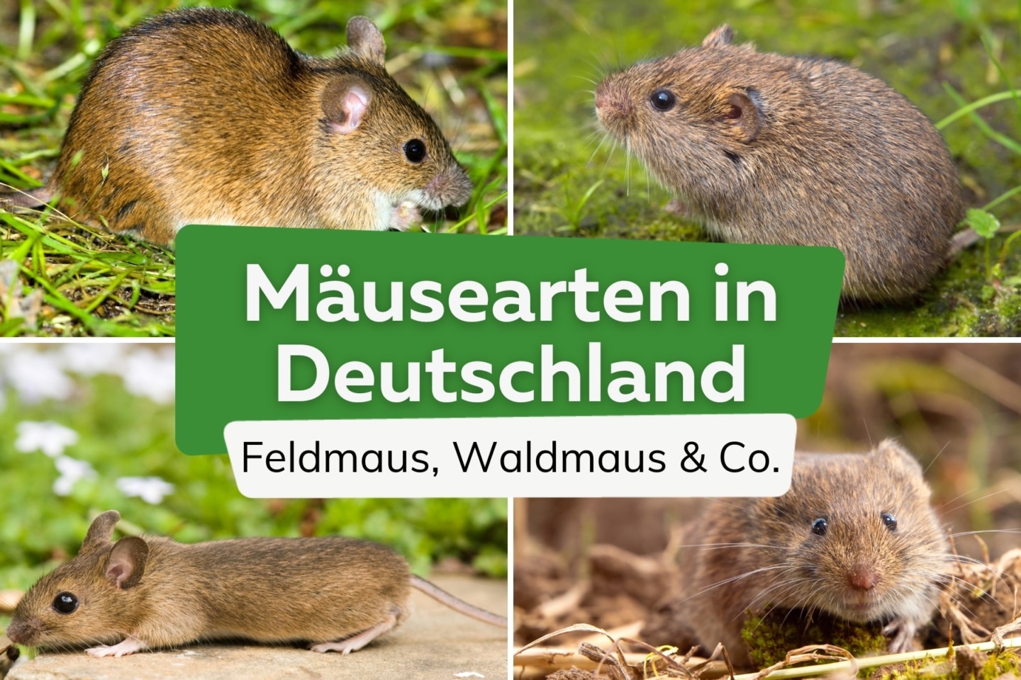 Mäusekot Aussehen: so erkennen Sie Kot von Mäusen