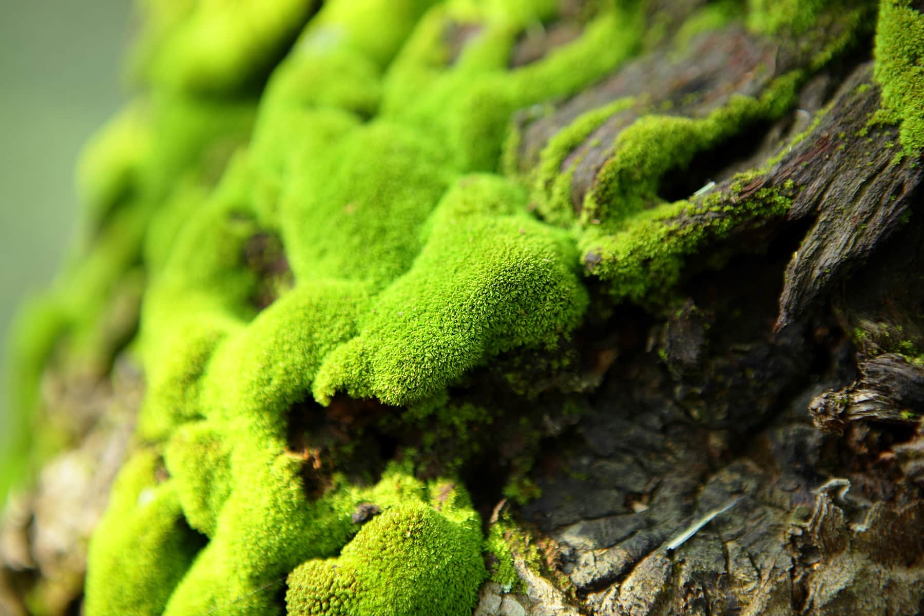 In welche Himmelsrichtung wächst Moos an Bäumen?