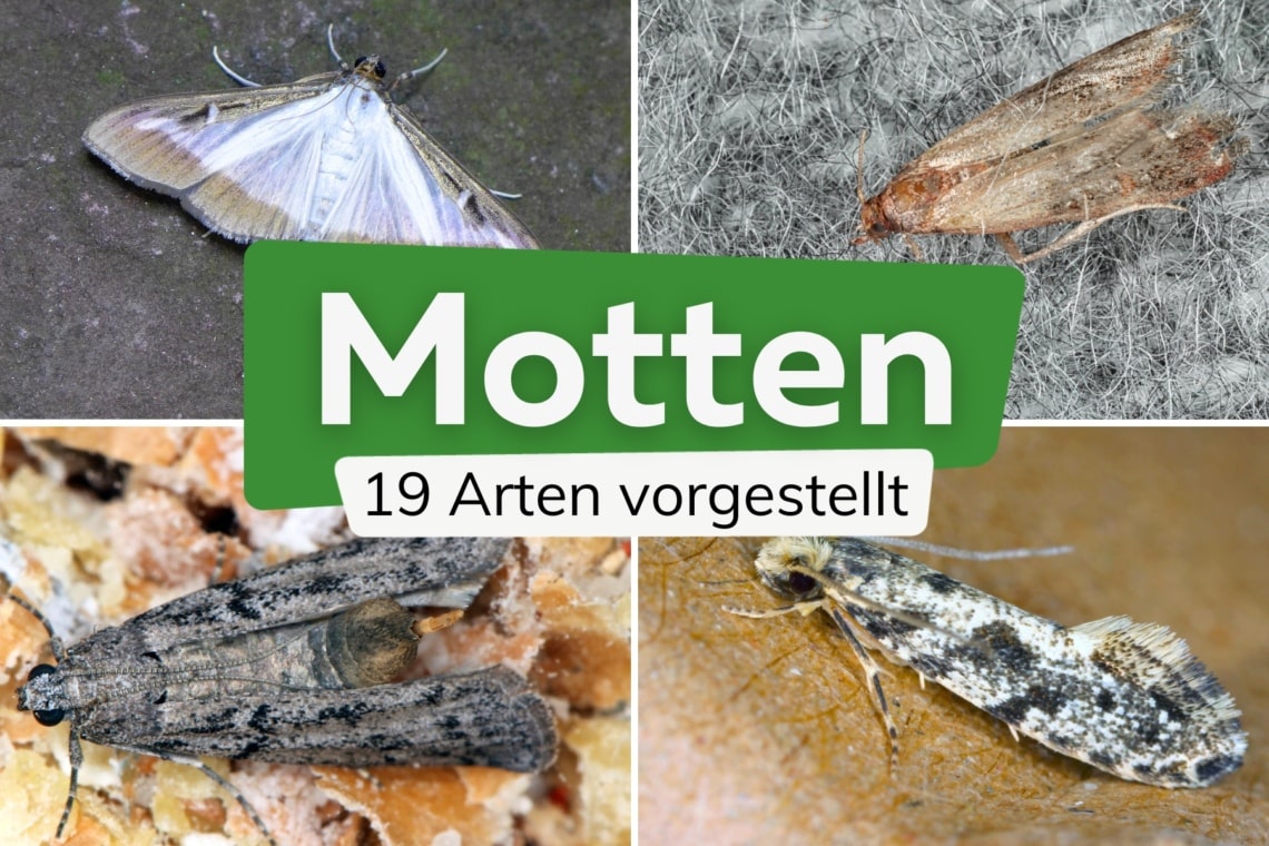 Kleidermotten, Motteneier & Larven erkennen: Schaubild