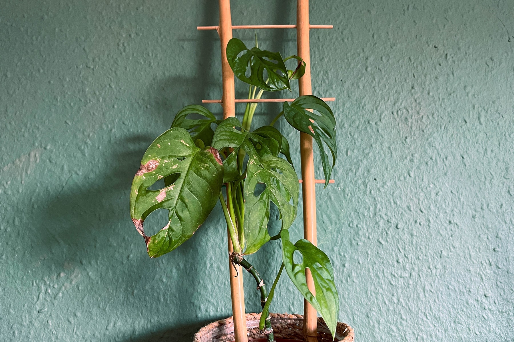 6 Monstera Rankhilfen zum Befestigen: Moosstab & Co