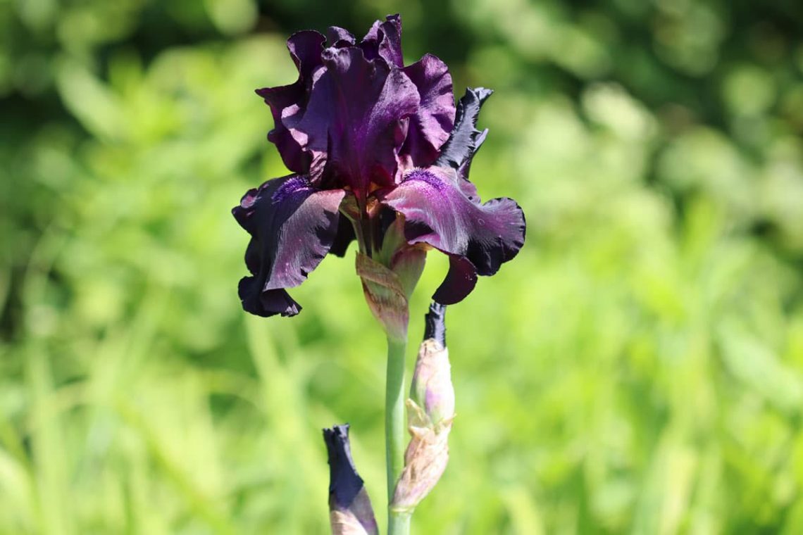 Bart-Iris, Iris barbata: Pflege von A-Z