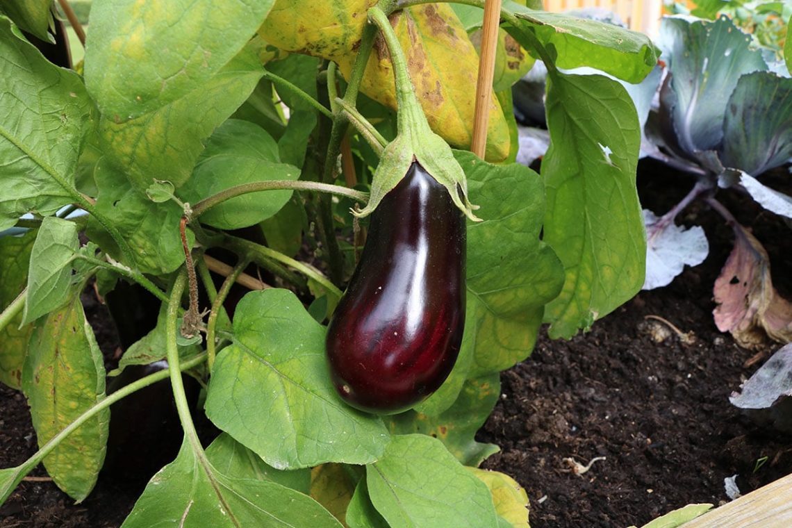 15 Obst, Früchte und Gemüse mit "A" am Anfang
