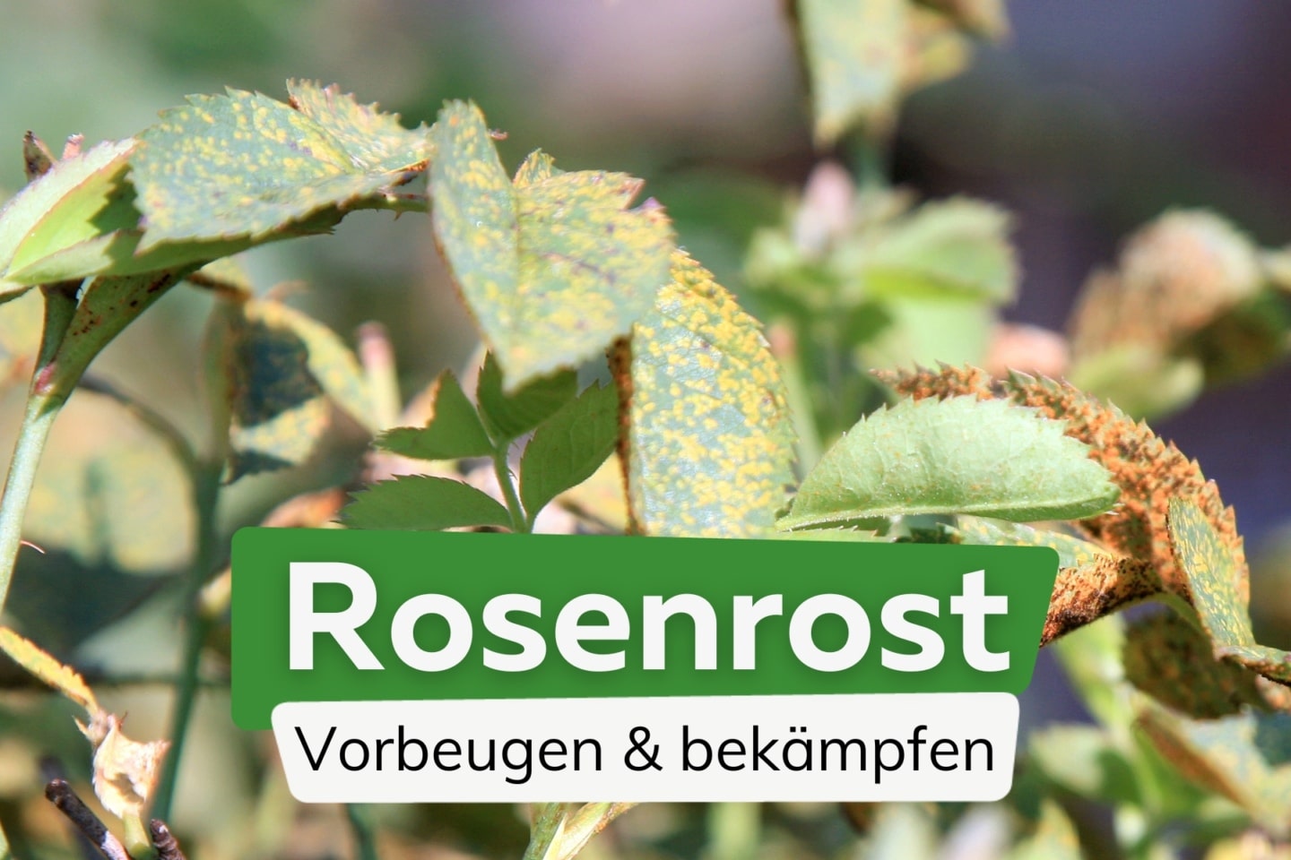 Rosenrost bekämpfen & vorbeugen: 6 Hausmittel
