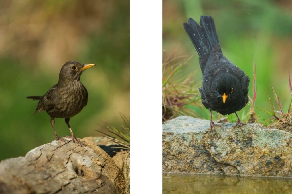 Liste: 6 heimische Drosselarten mit Bild