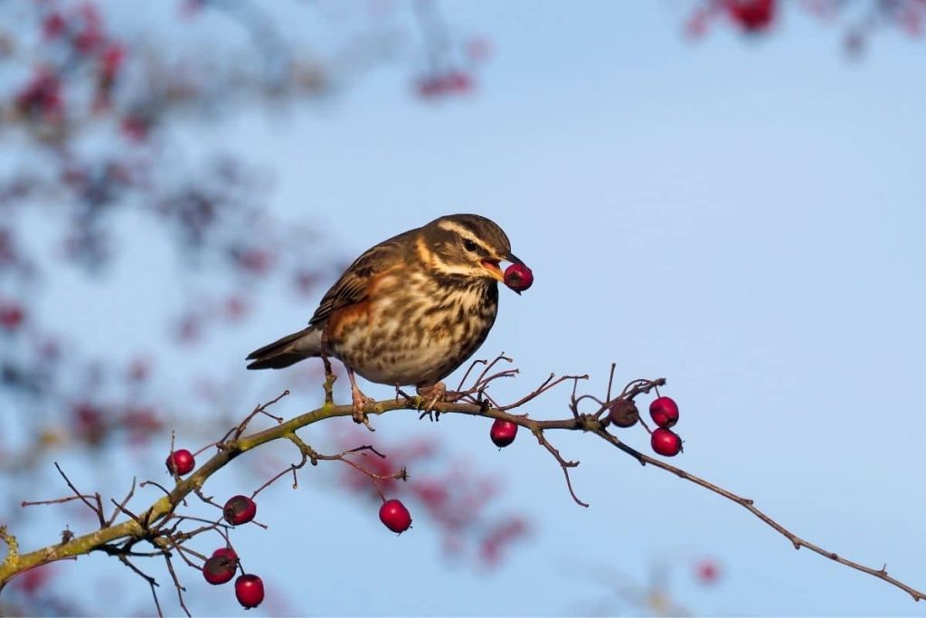 Liste: 6 heimische Drosselarten mit Bild