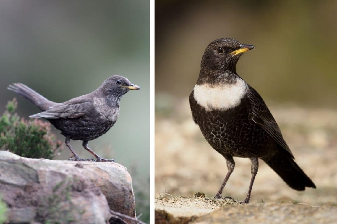 Liste: 6 heimische Drosselarten mit Bild